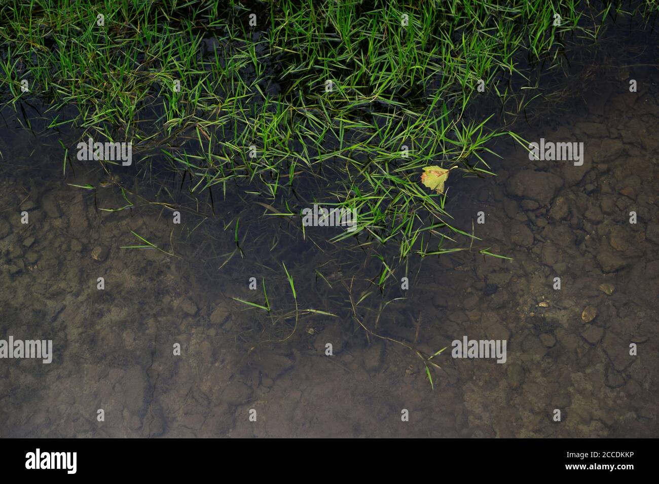 Grass in the water. Bottom with stones is visible under water surface ...