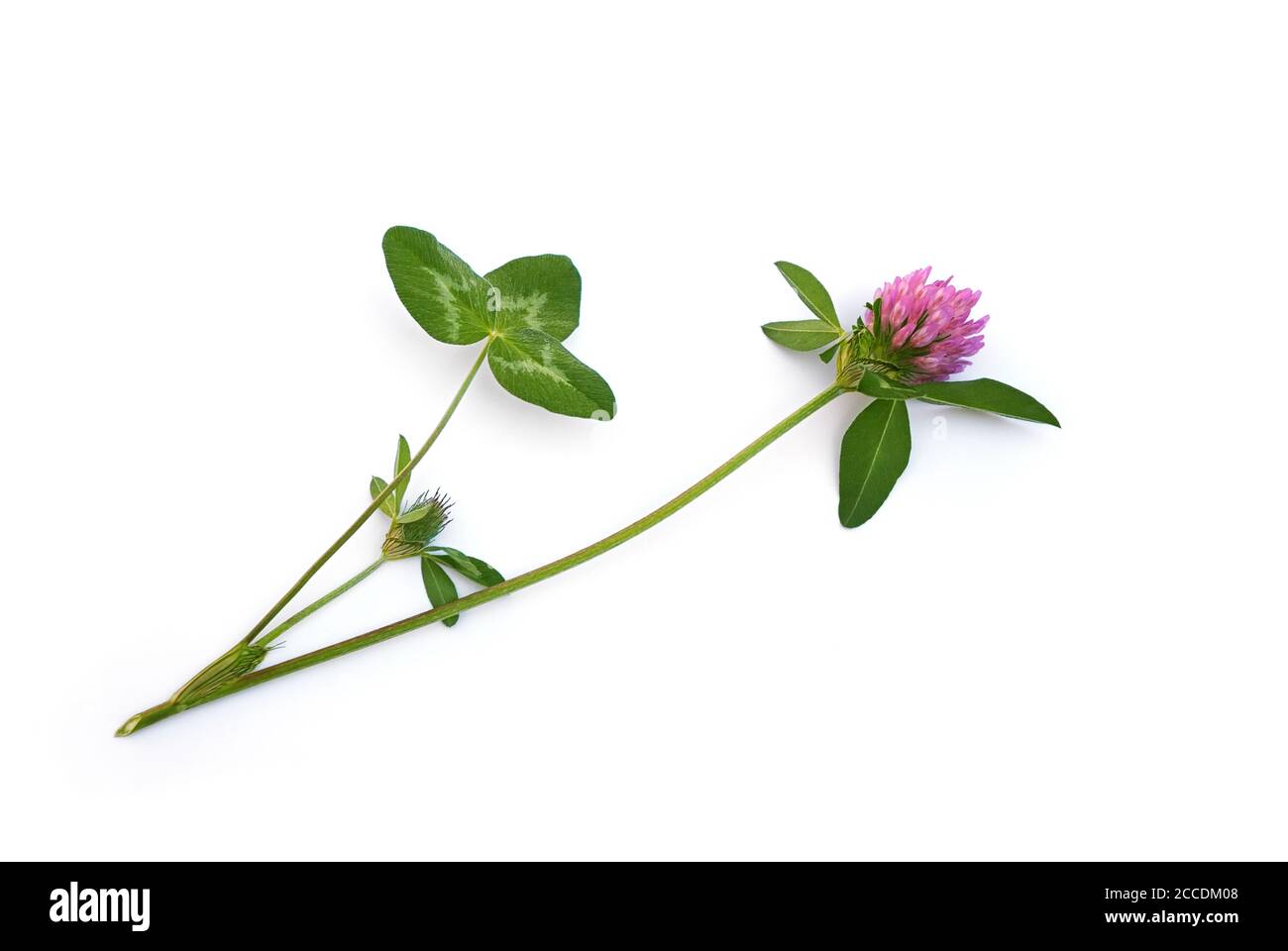 Forage crops Cut Out Stock Images & Pictures - Alamy