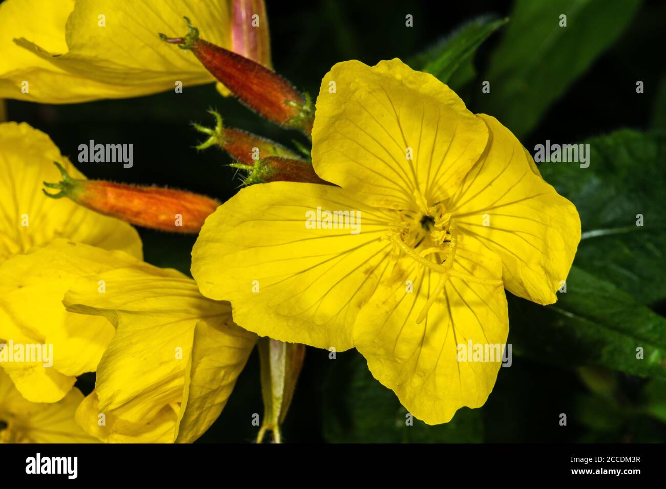 Sundrops or Evening Primrose (Oenothera tetragona Stock Photo - Alamy