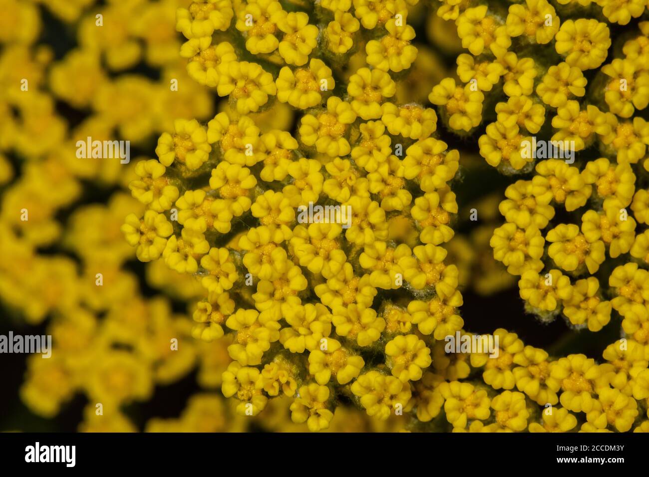 Fernleaf Yarrow or Milfoil (Achillea filipendula Stock Photo - Alamy