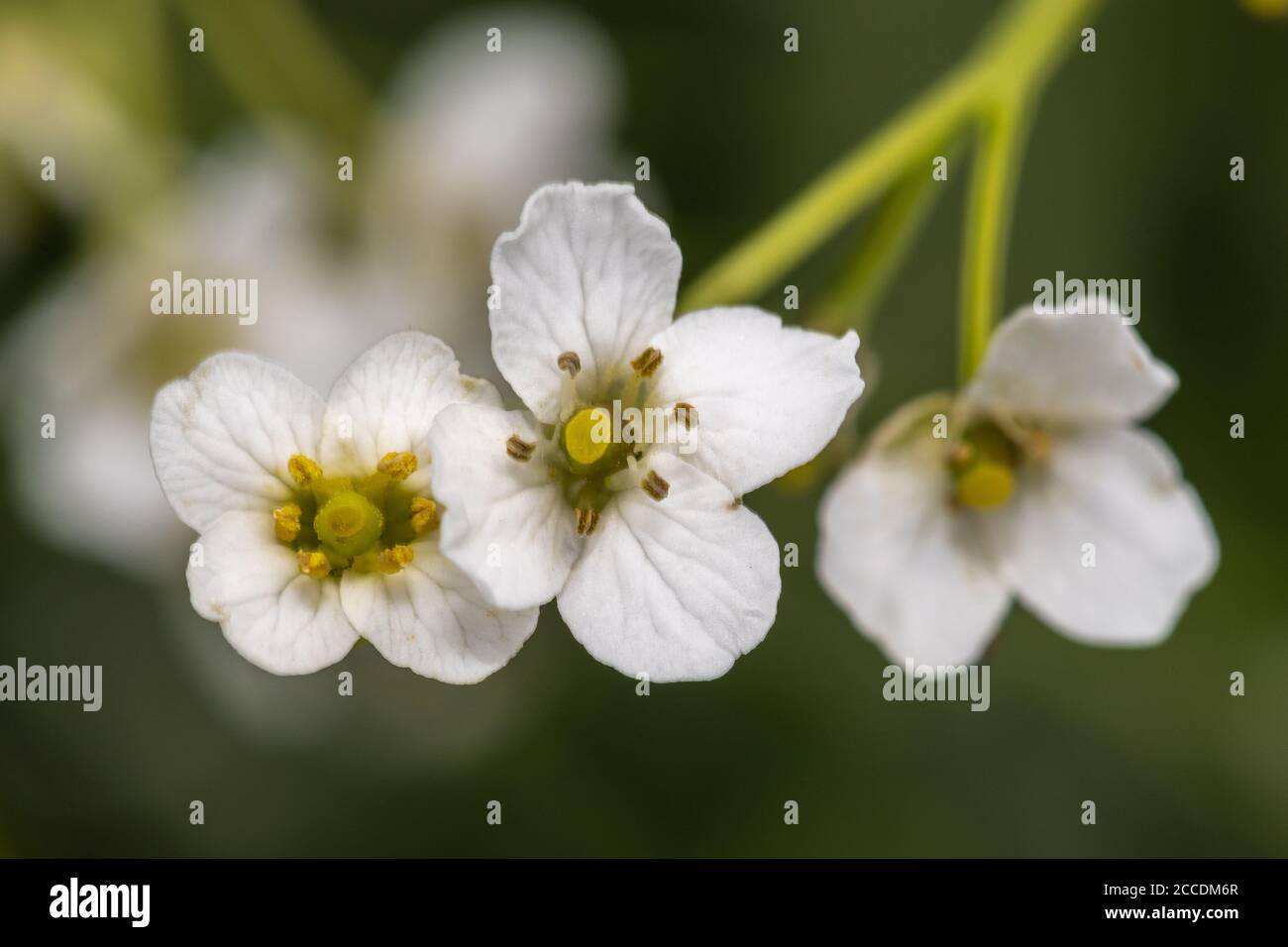 Crambe cordifolia hi-res stock photography and images - Alamy