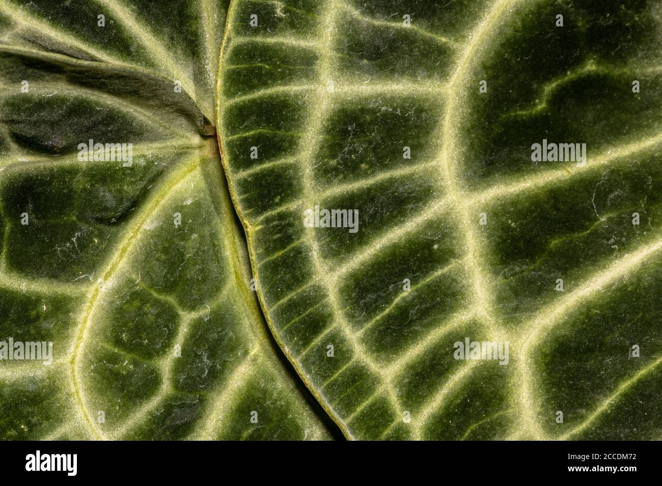 Leaf of Crystal Anthurium (Anthurium crystallinum Stock Photo - Alamy