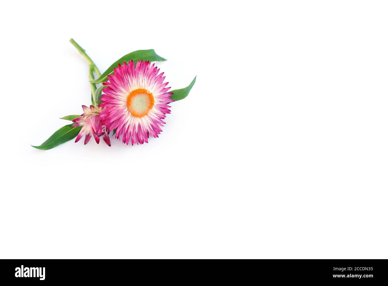 Everlasting flowers hi-res stock photography and images - Alamy