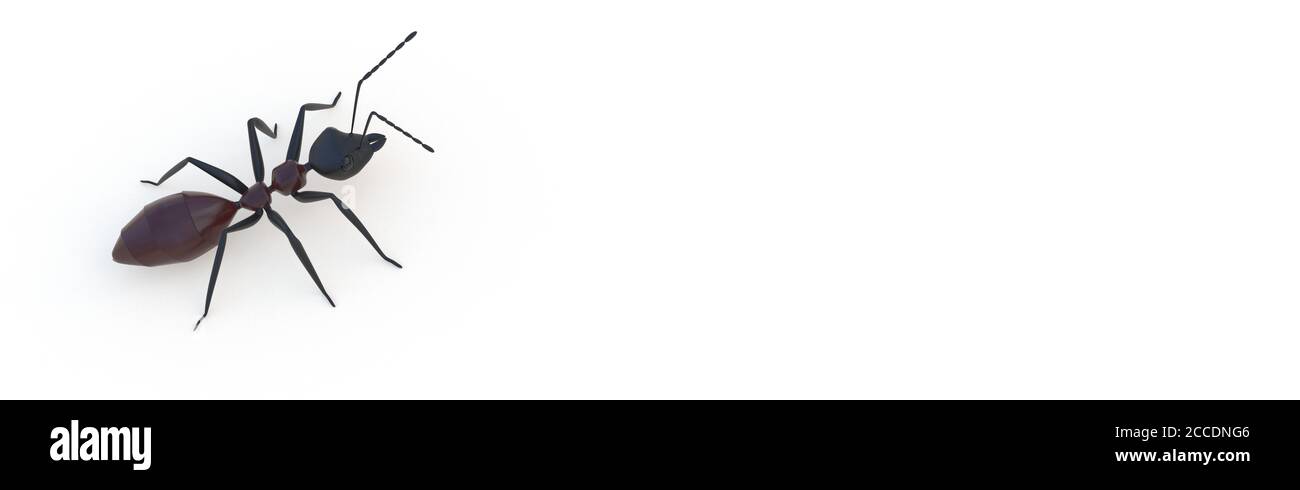 one ant on white background 3D rendering Stock Photo - Alamy