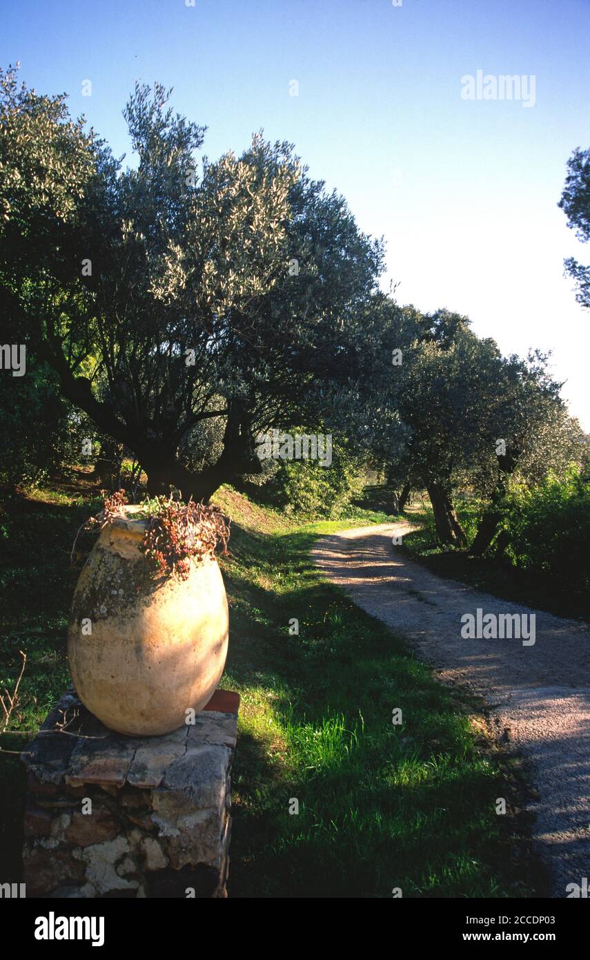 Alley of olive trees in Provence Stock Photo - Alamy