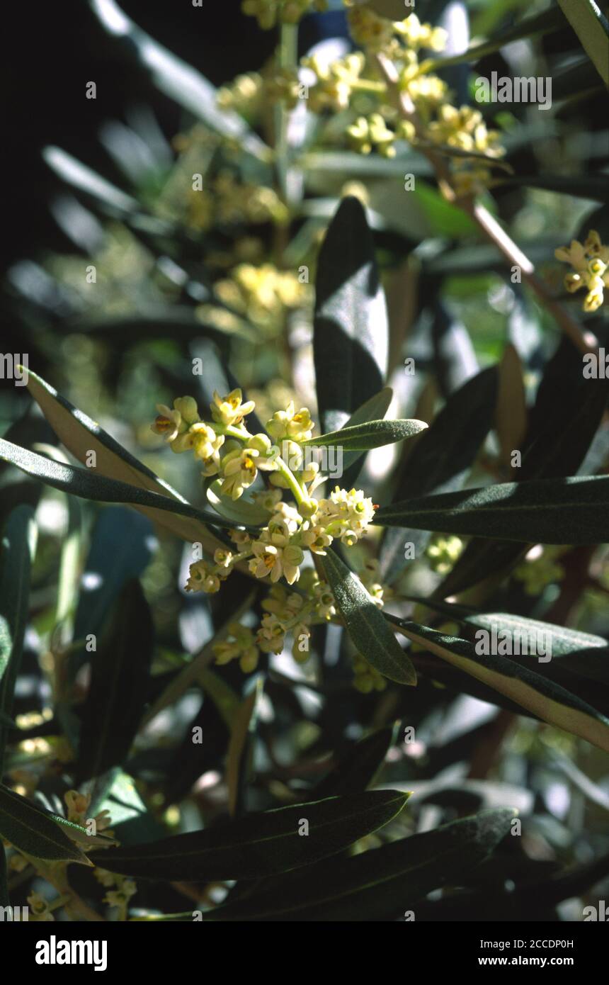 Olive tree flowers in Provence Stock Photo - Alamy