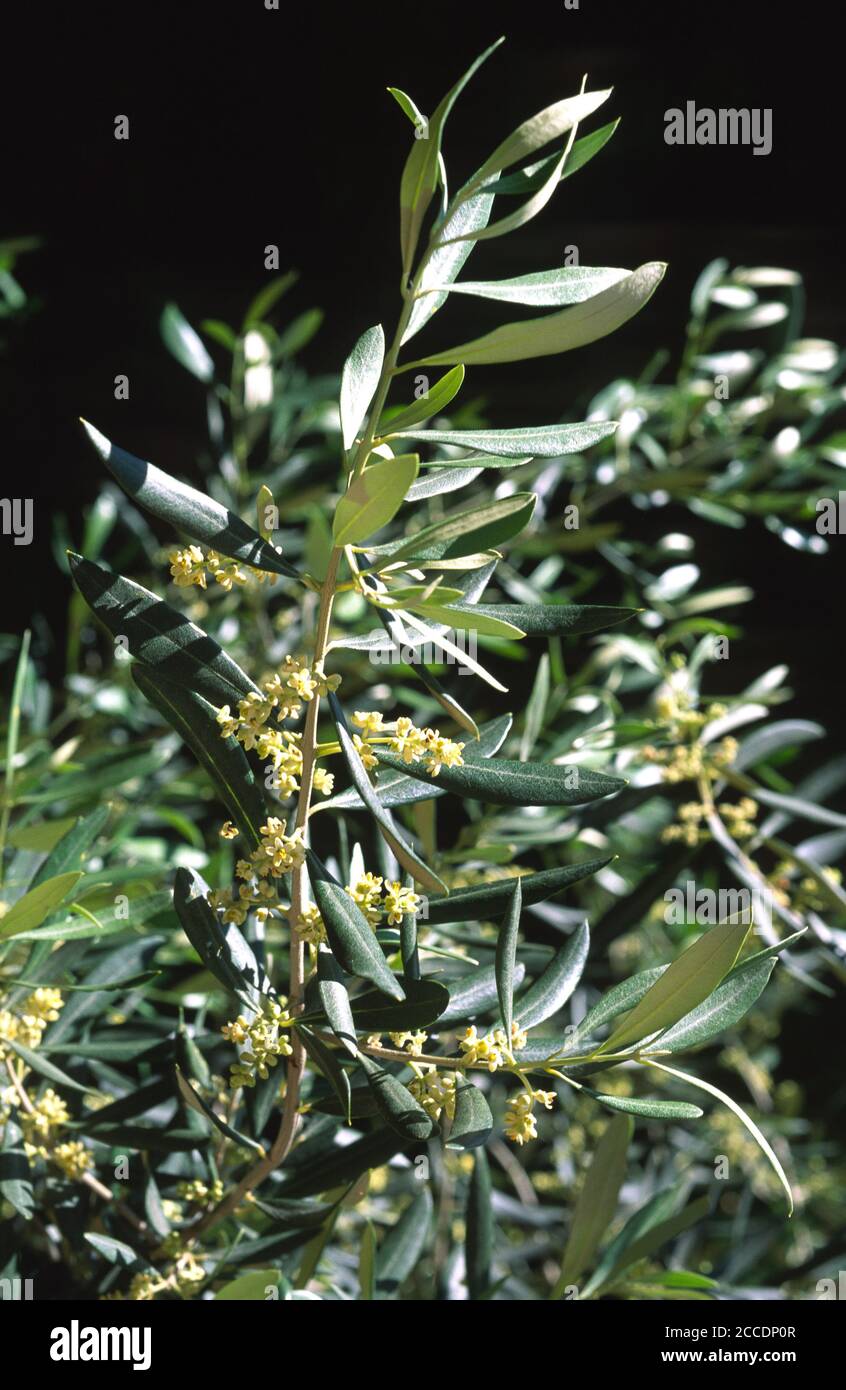 Olive tree flowers in Provence Stock Photo - Alamy