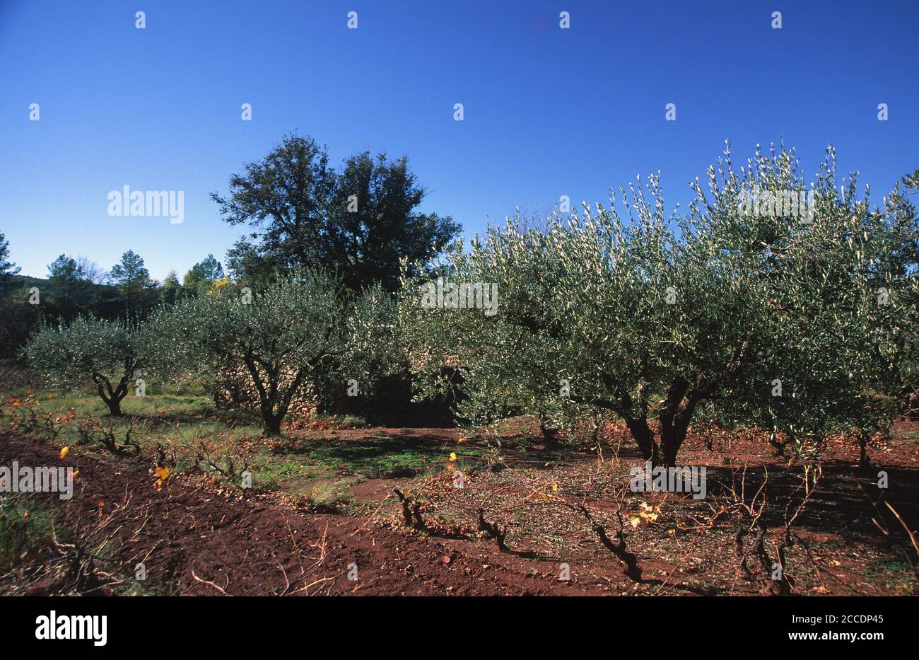 Olive tree in Provence Stock Photo - Alamy