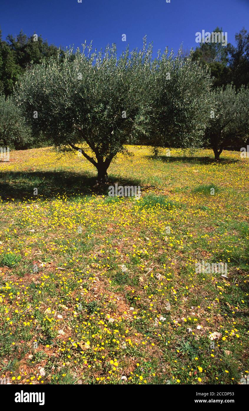 Olive tree in Provence Stock Photo - Alamy