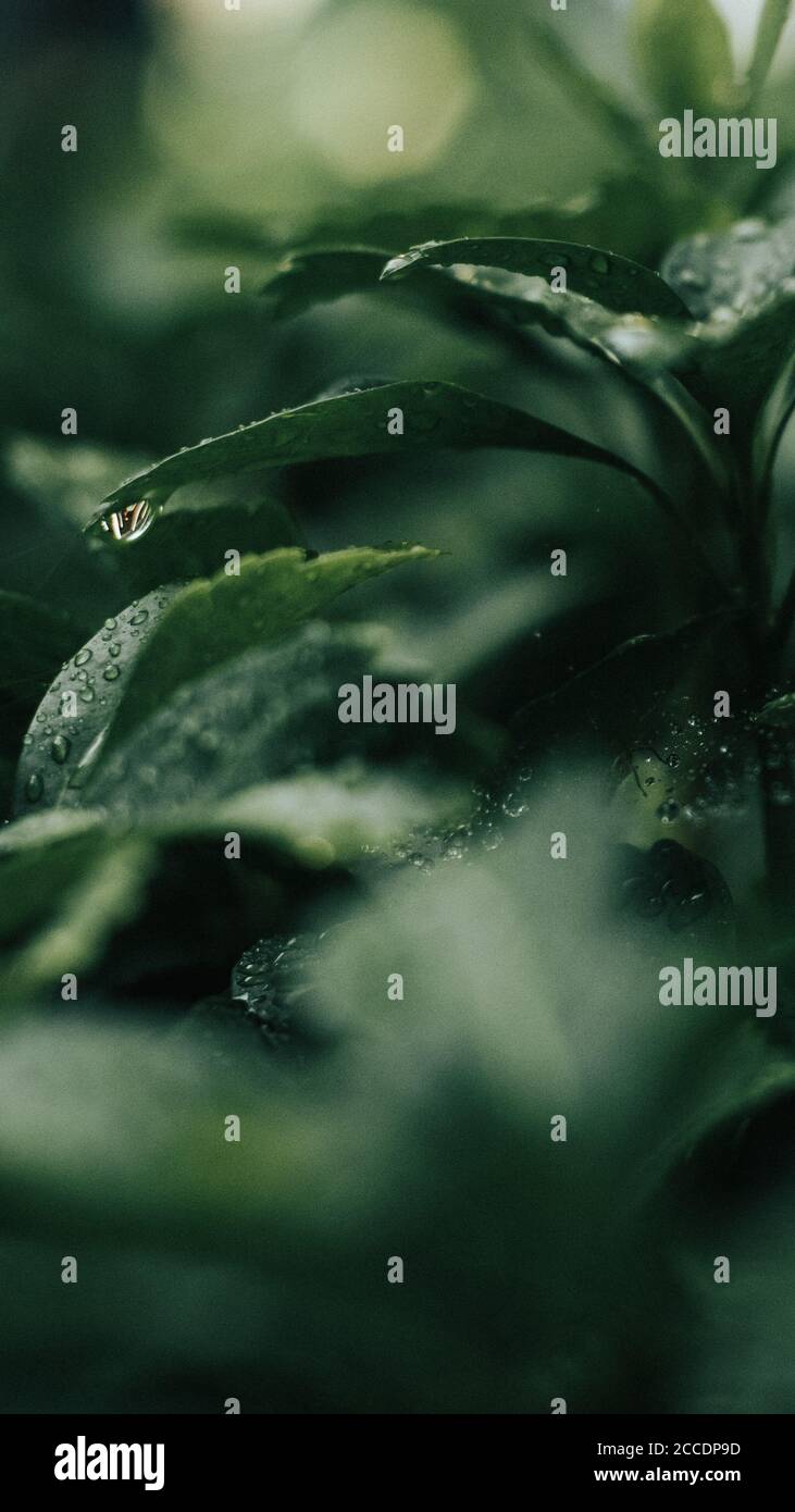 Water drop off leaves hi-res stock photography and images - Alamy
