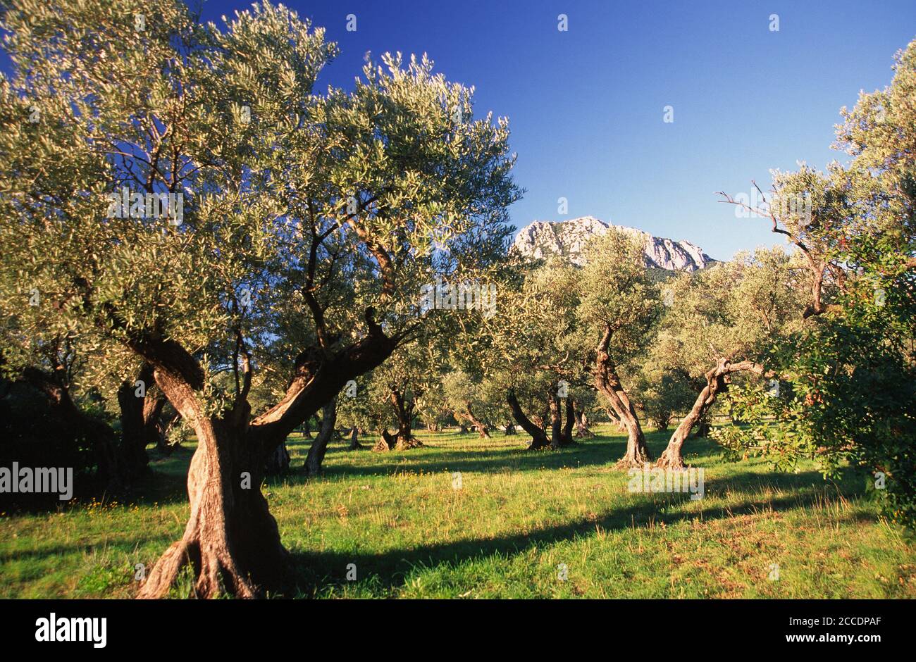Centenary olive trees of Provence with in background the Coudon ...