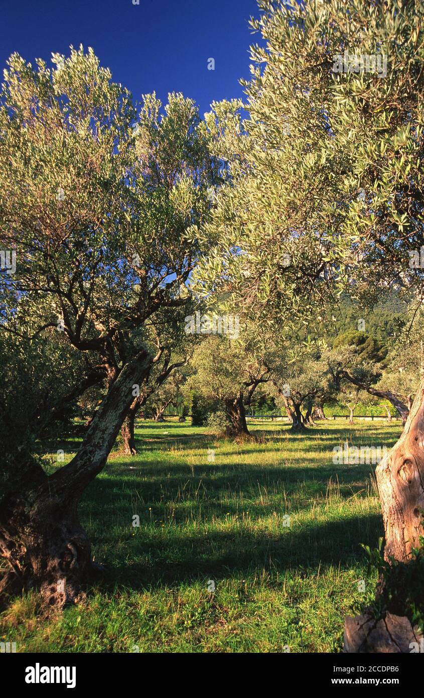 Centenary olive trees of Provence Stock Photo - Alamy