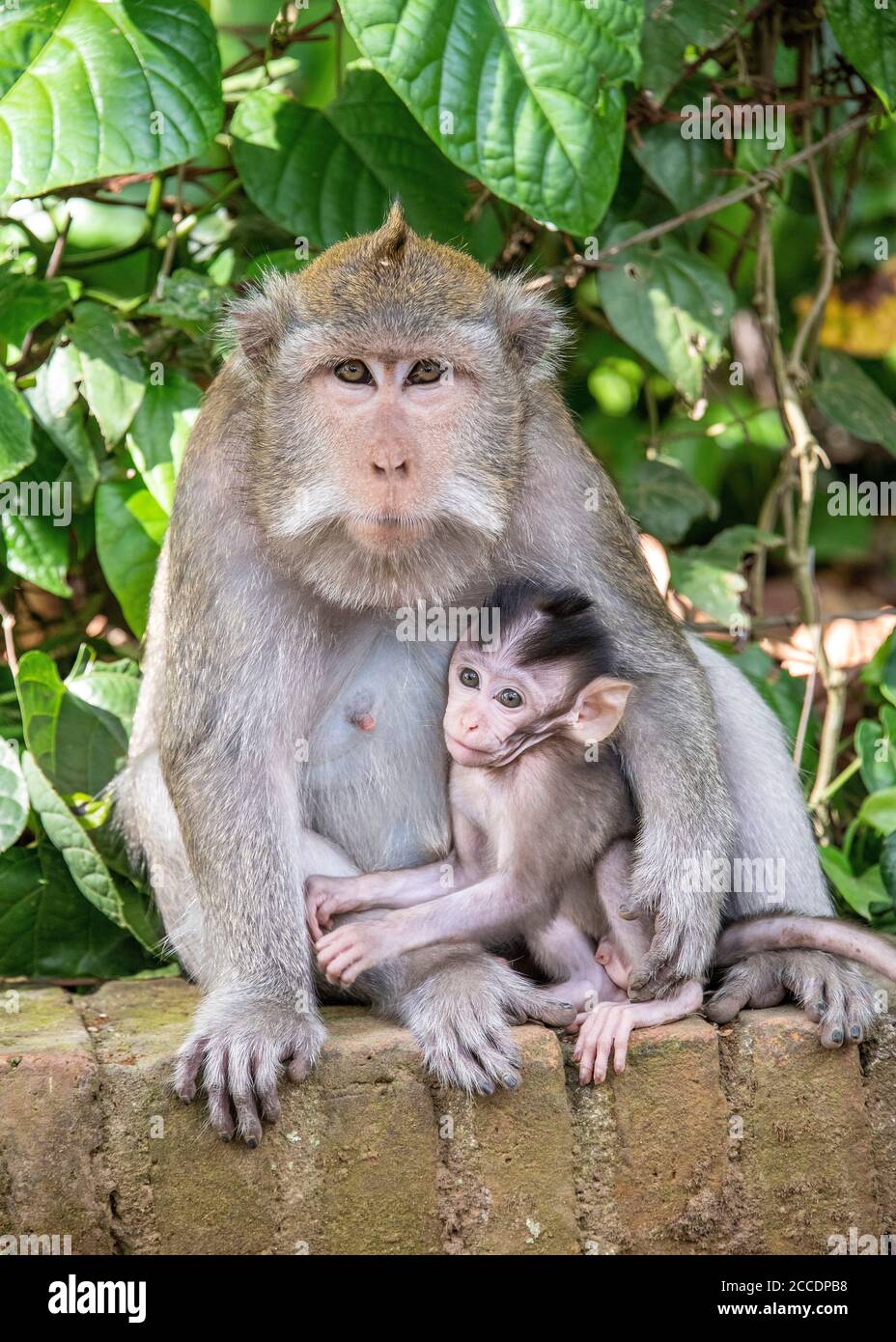 Sangeh Monkey Forest near the village of Sangeh, in southwestern Bali ...