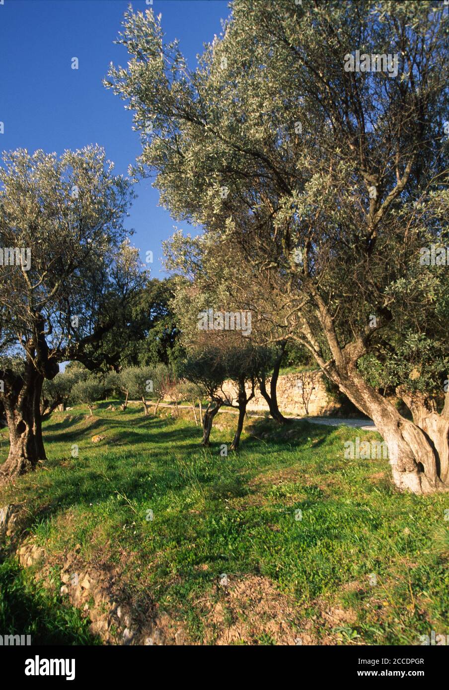 Centenary olive trees of Provence Stock Photo - Alamy
