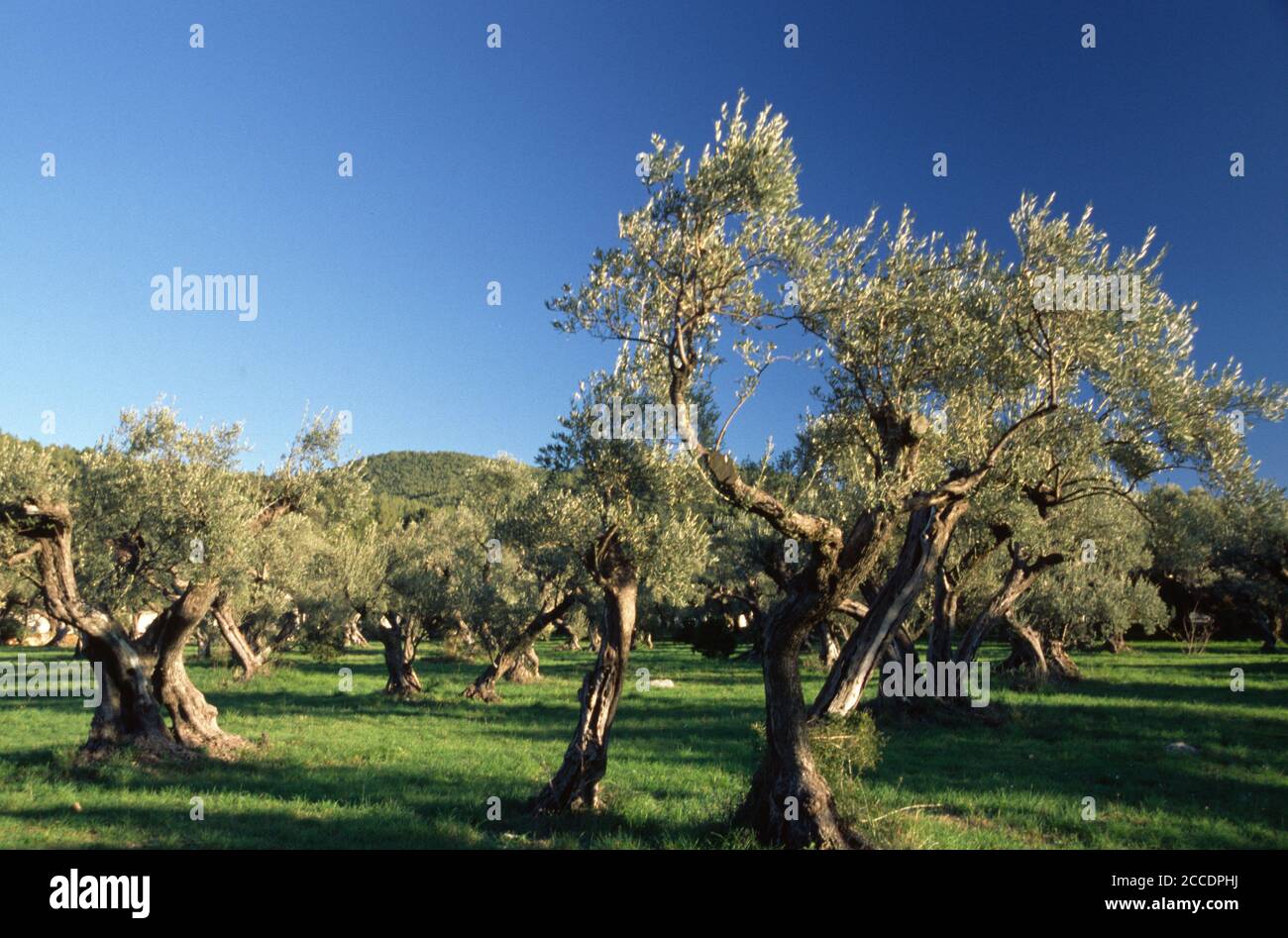 Centenary olive trees of Provence Stock Photo - Alamy