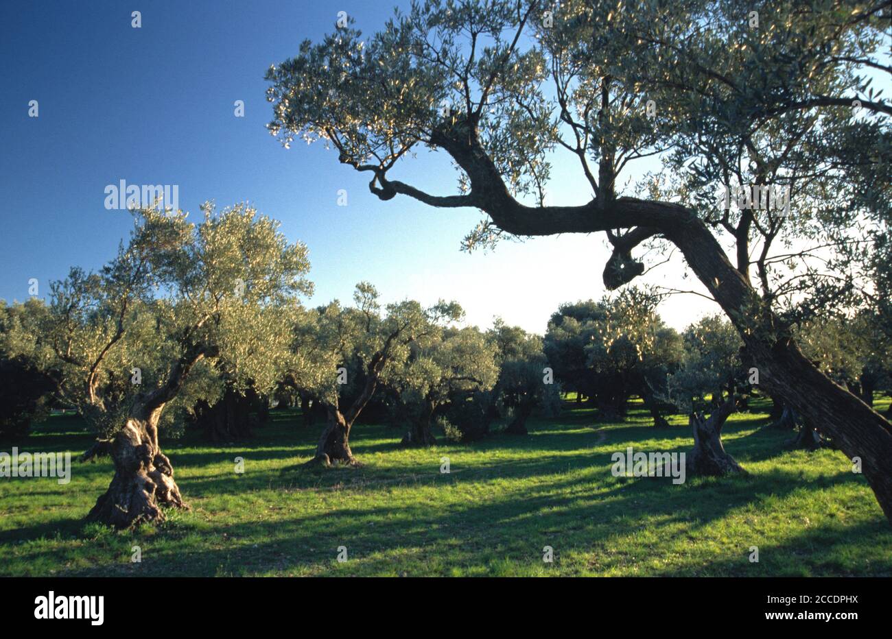 Centenary olive trees of Provence Stock Photo - Alamy
