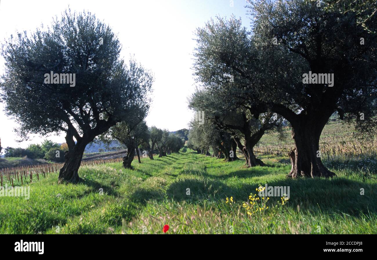 Olive tree in Provence Stock Photo - Alamy