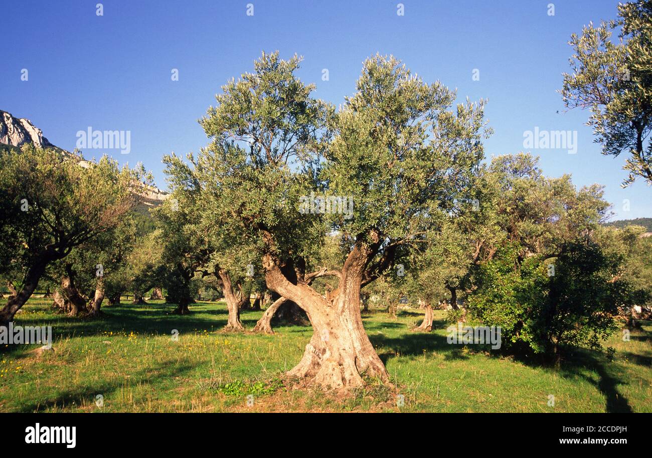 Centenary olive trees of Provence Stock Photo - Alamy