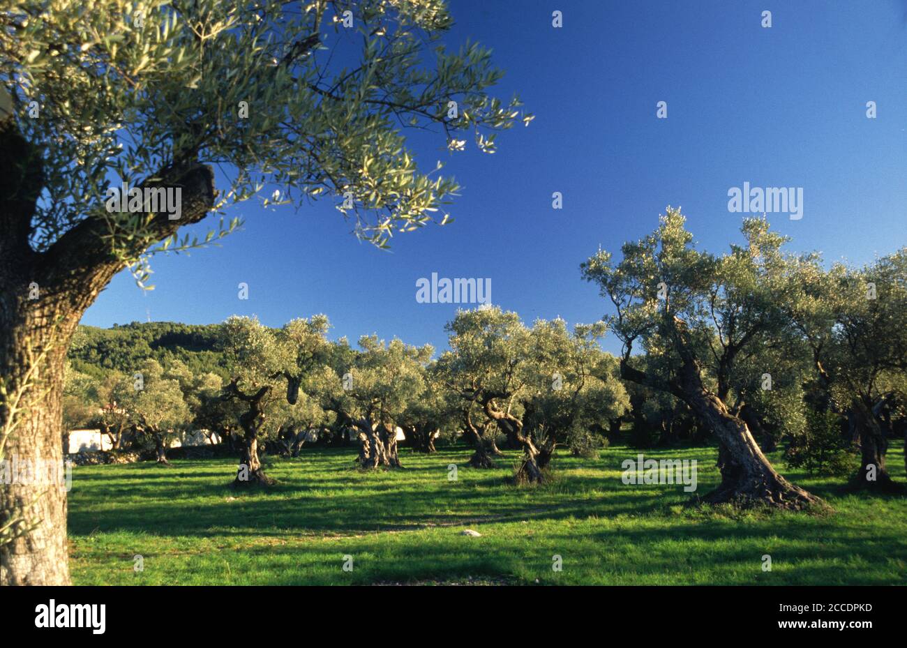 Centenary olive trees of Provence Stock Photo - Alamy