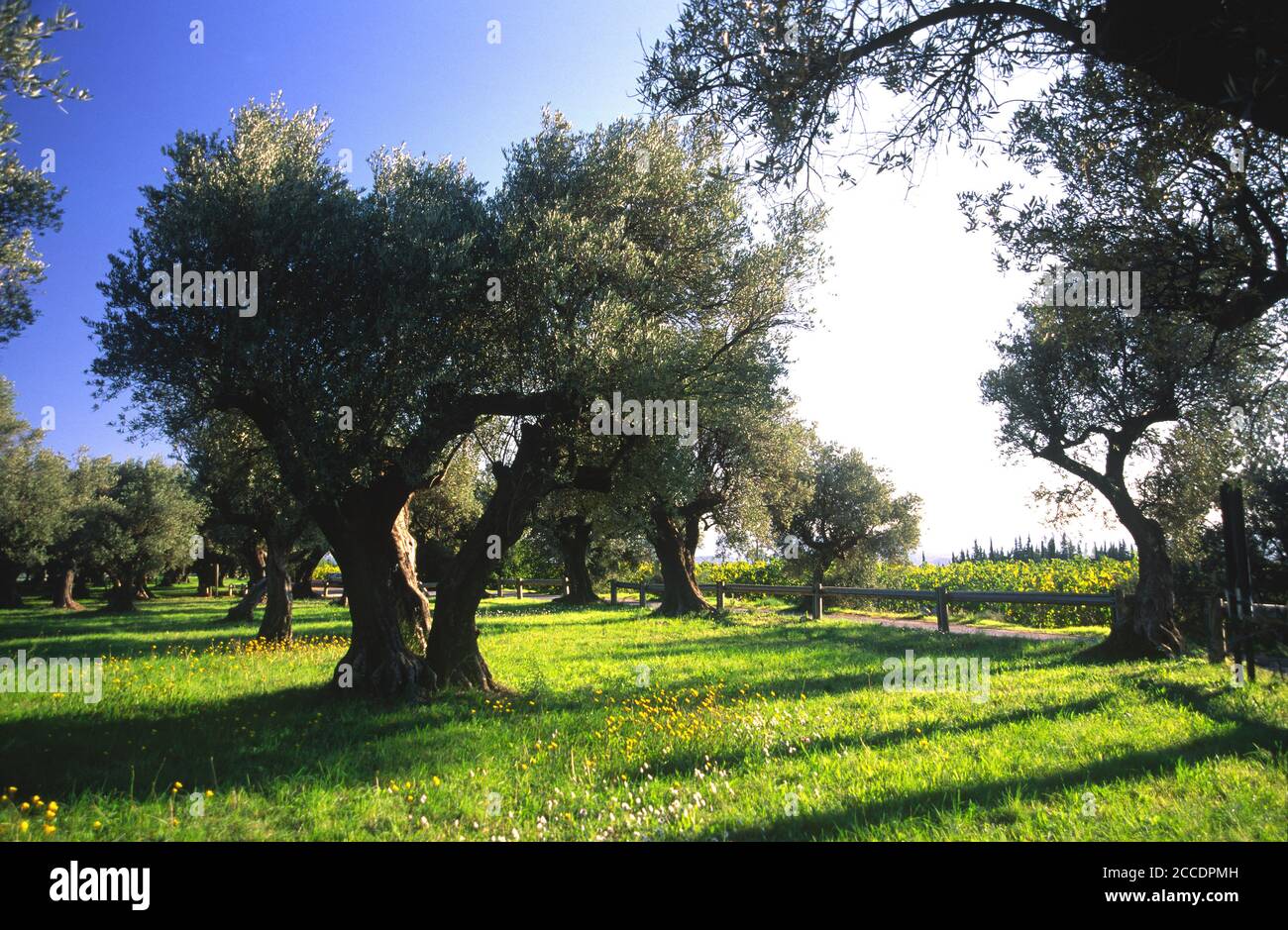 Centenary olive trees of Provence Stock Photo - Alamy