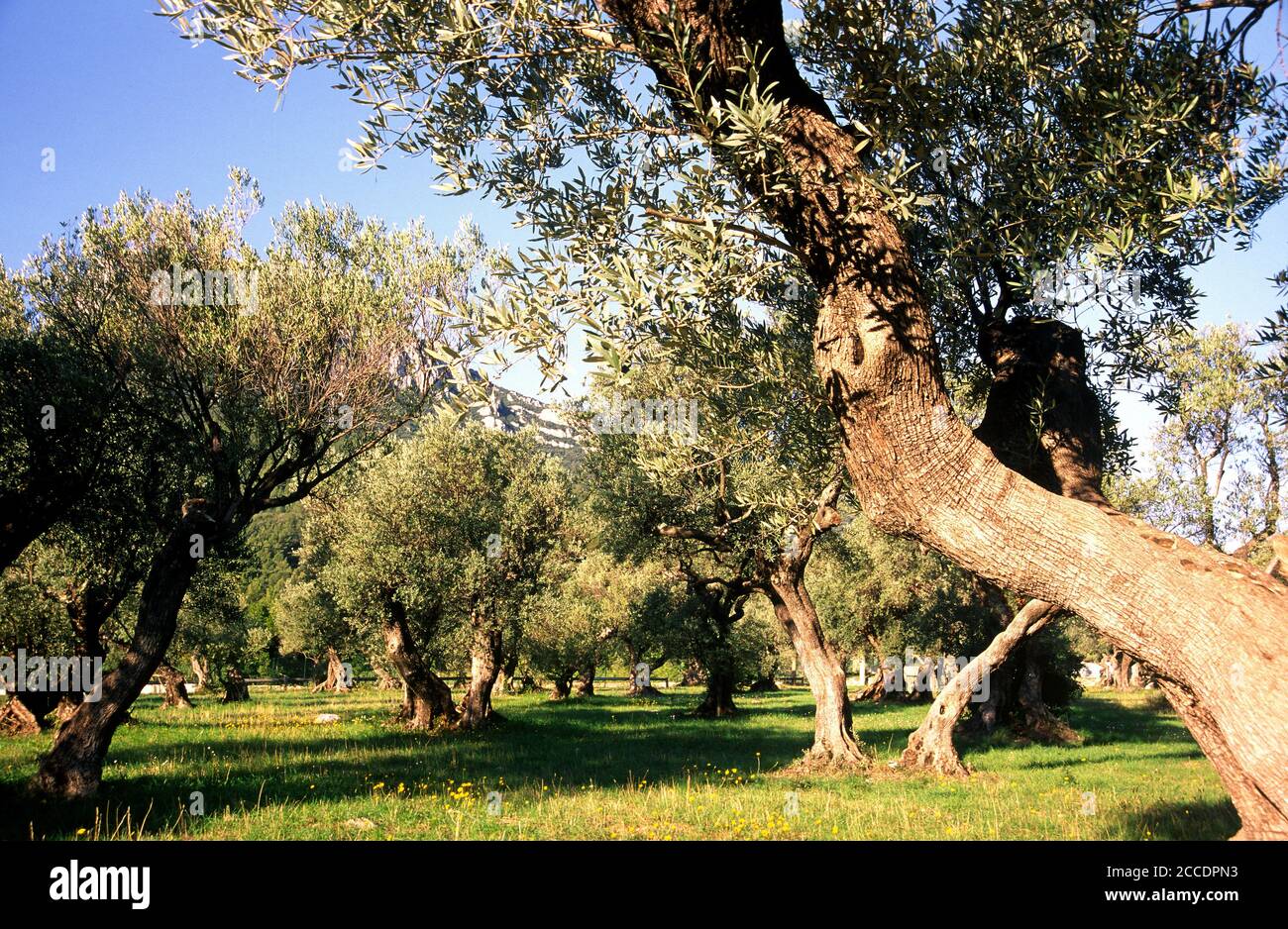 Centenary olive trees of Provence Stock Photo - Alamy
