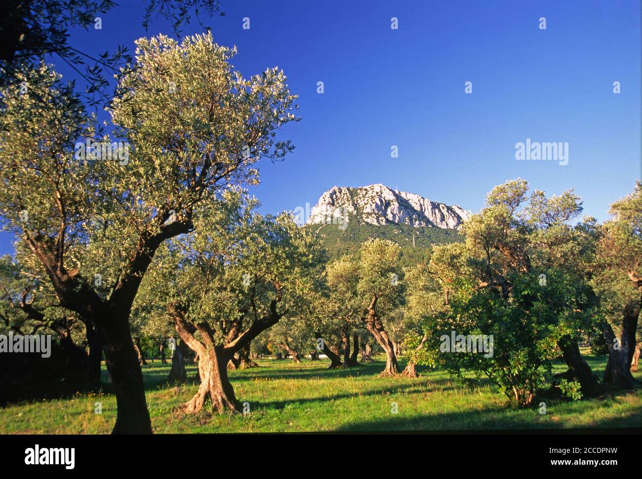 Centenary olive trees of Provence with in background the Coudon ...
