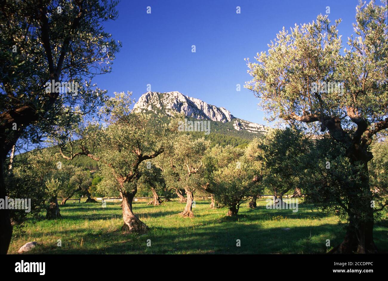 Centenary olive trees of Provence with in background the Coudon ...