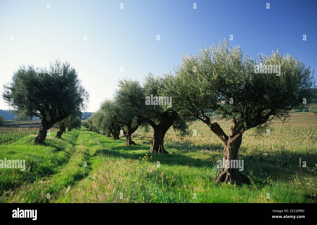Olives tree in Provence Stock Photo - Alamy