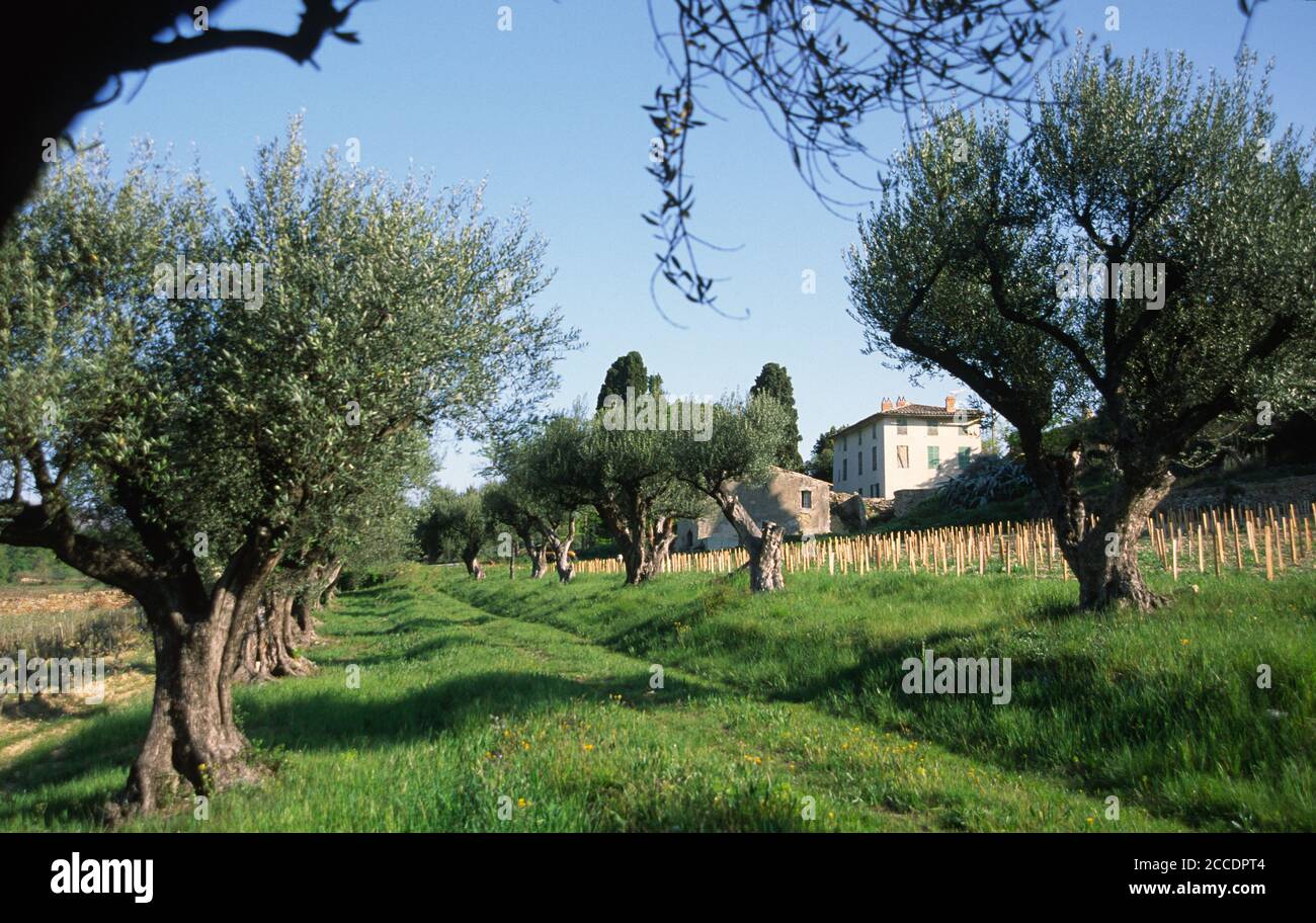 Olives tree in Provence Stock Photo - Alamy