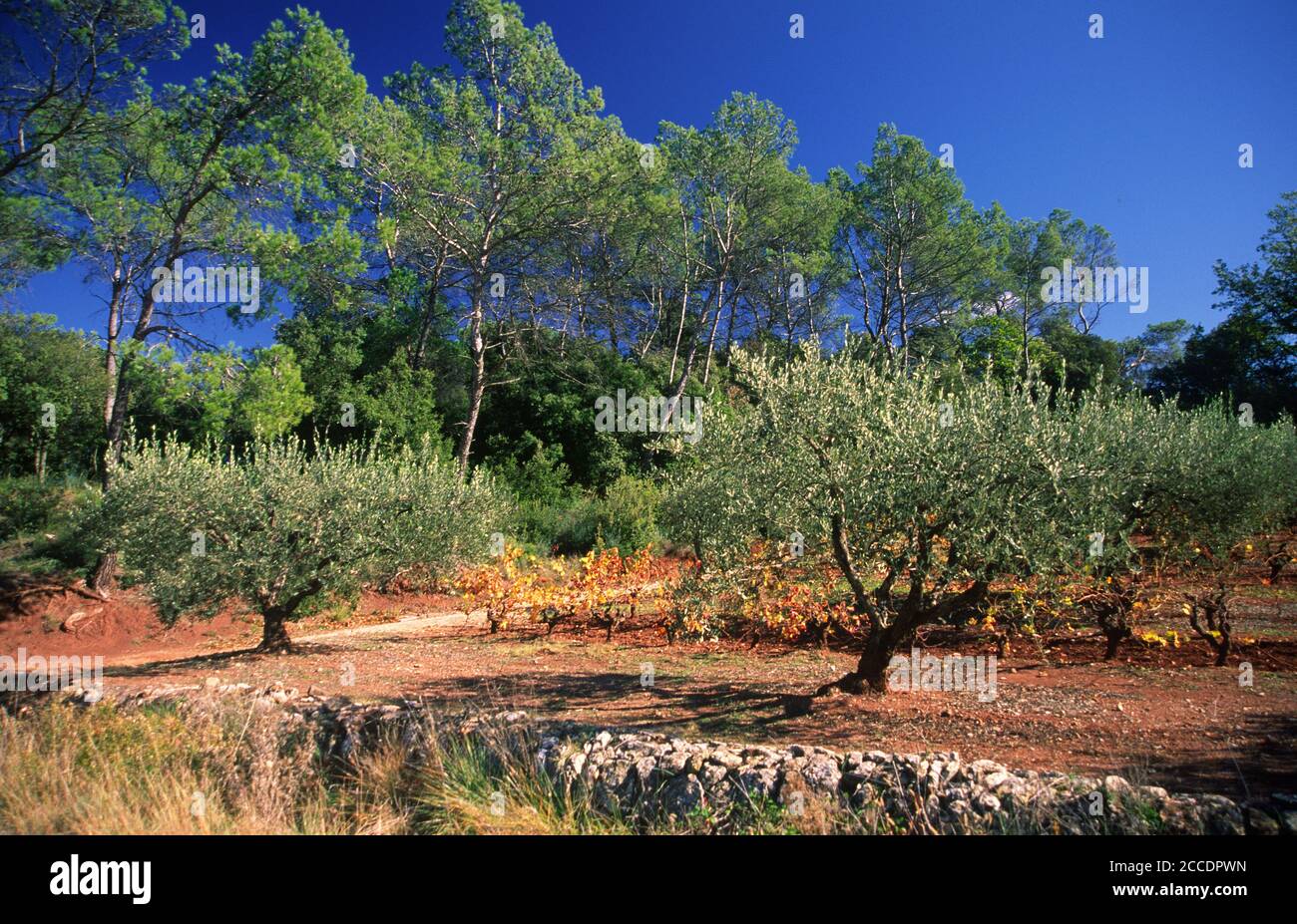 Olives tree in Provence Stock Photo - Alamy