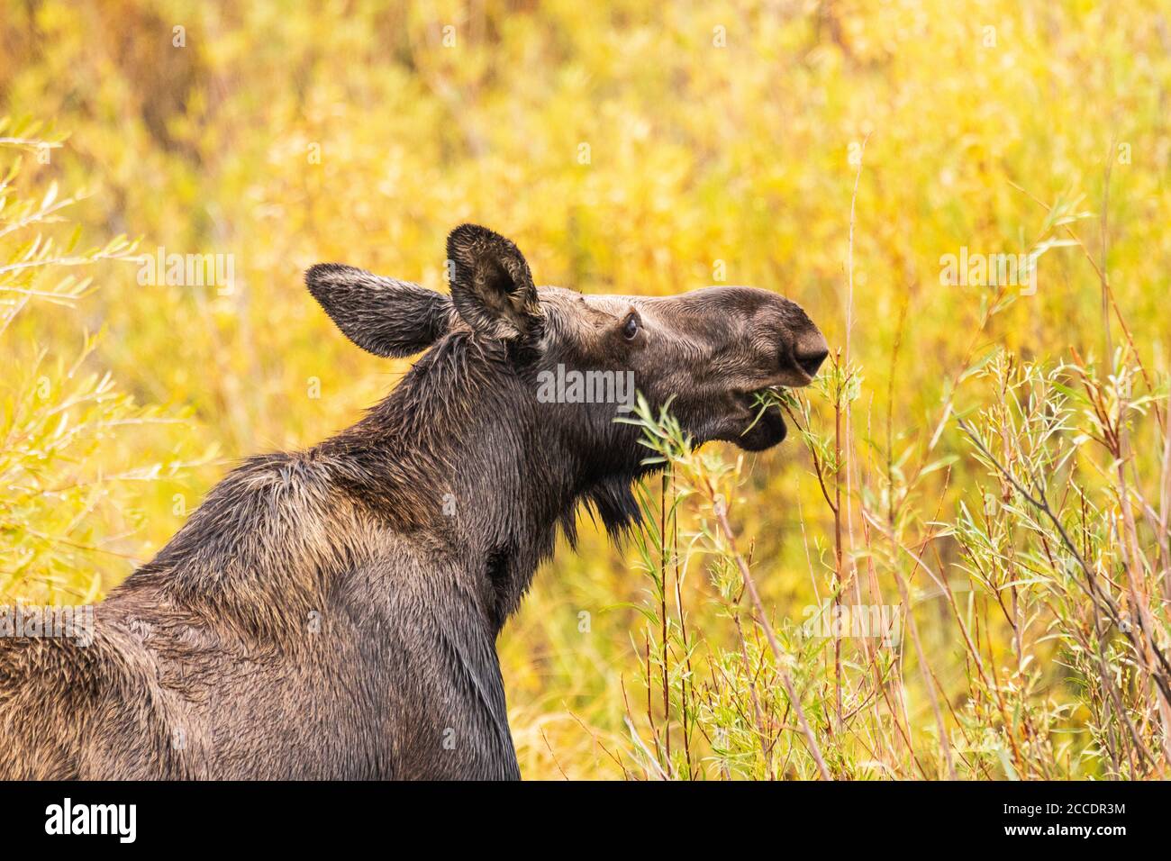 Moose side view hi-res stock photography and images - Alamy