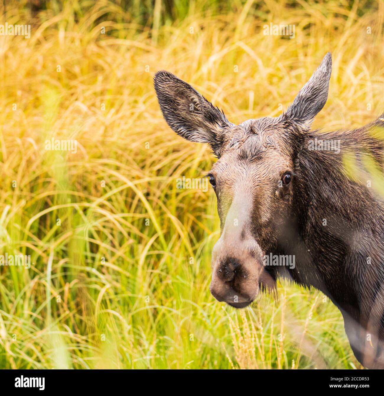 Looking toward the water hi-res stock photography and images - Alamy