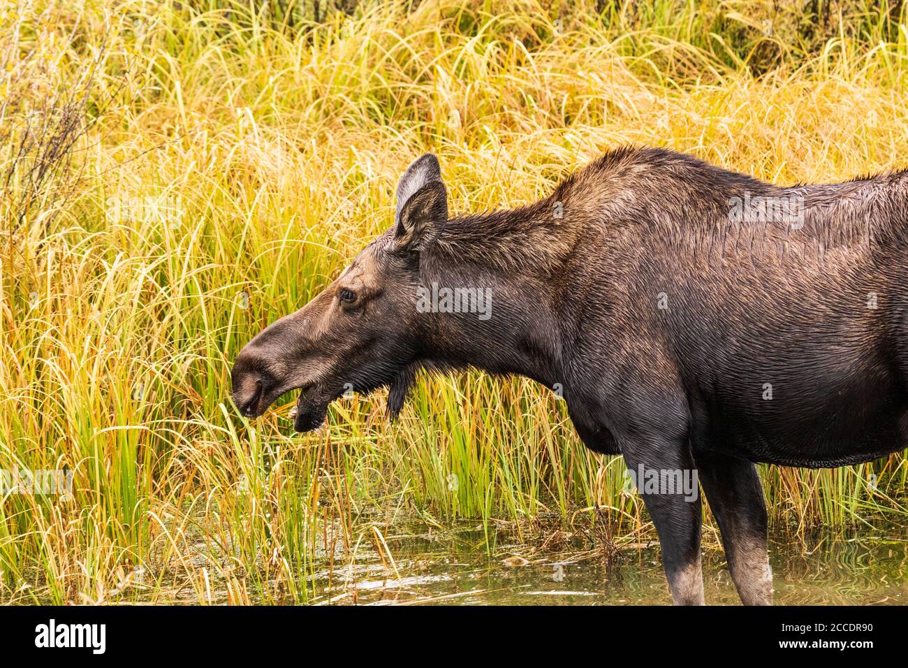 Closeup side view of a female moose standing in shallow water with her ...
