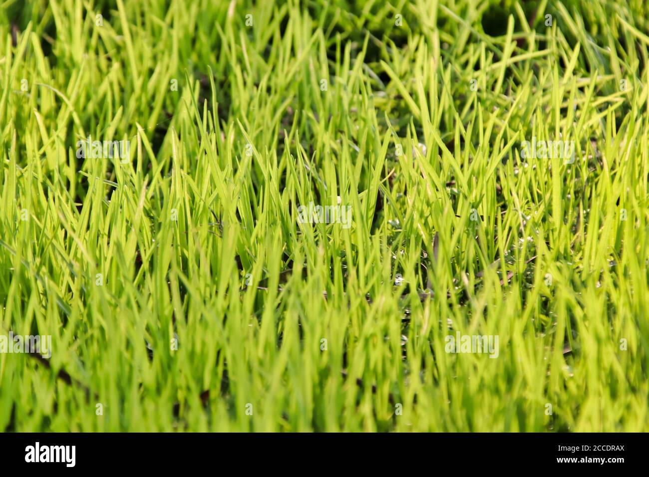 Grass in Sunlight | Bright vibrant grass field in shinny daylight Stock ...