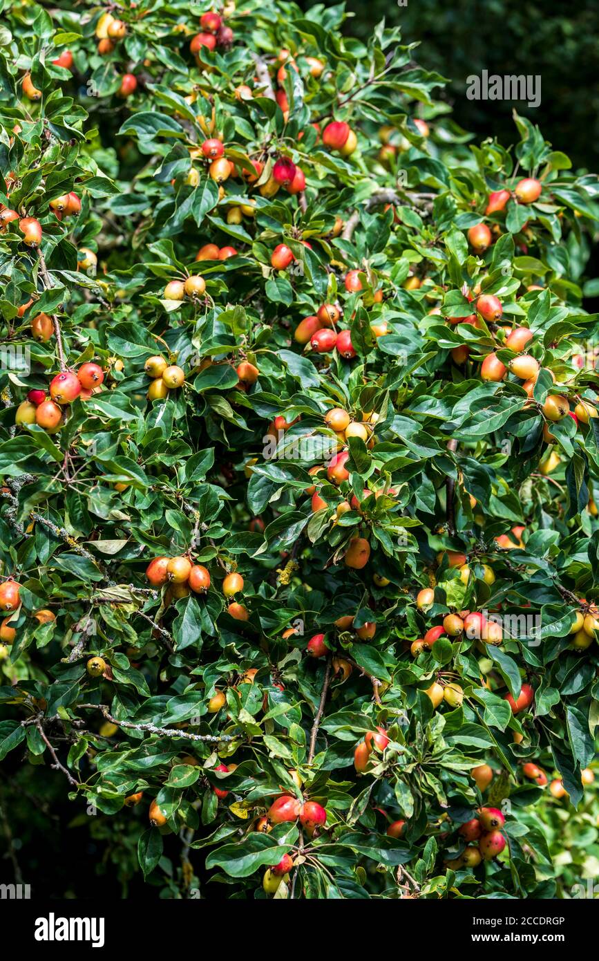 Crabapple tree laden with fruit Stock Photo - Alamy