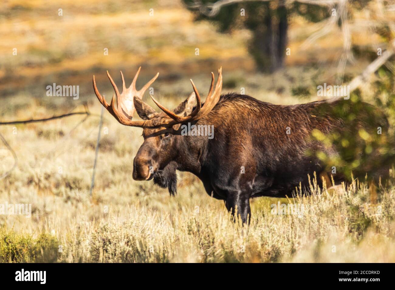 Bull moose with large antlers stands in dry grass looking toward the ...