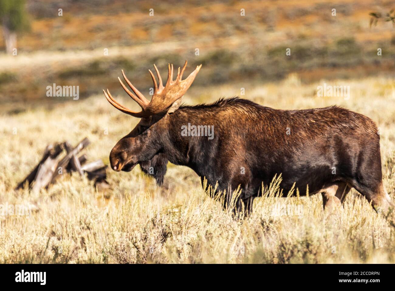Moose rack hi-res stock photography and images - Alamy