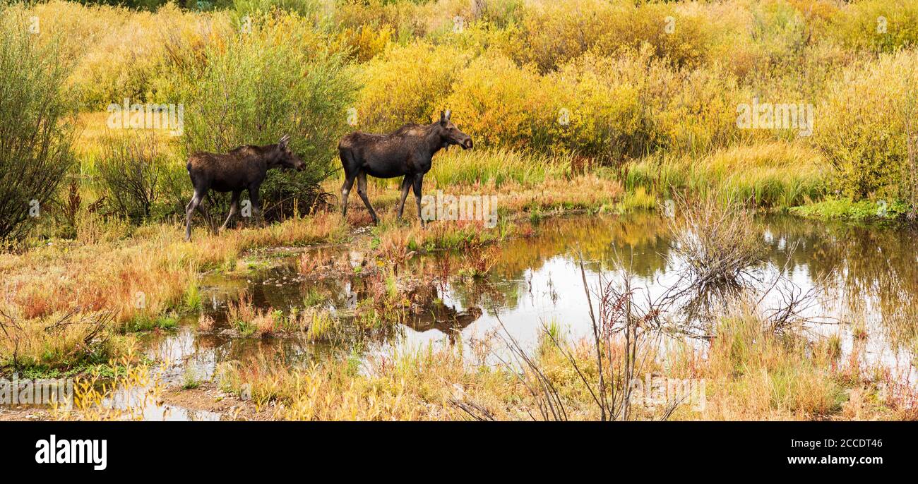 Mother moose and calf standing by pond and reflecting in the water ...