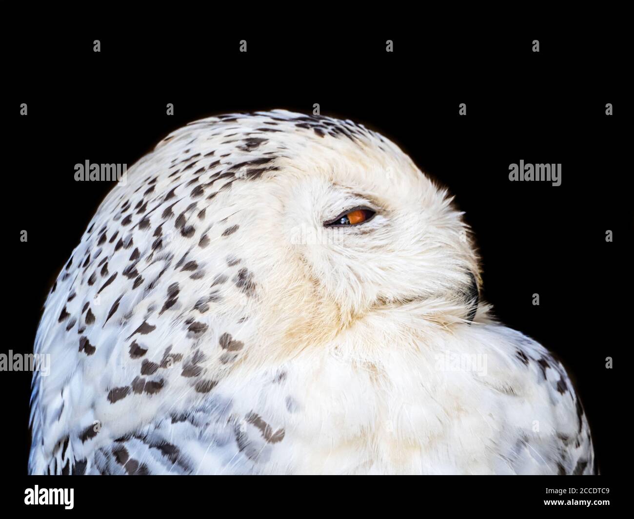 Closeup snowy owl standing hi-res stock photography and images - Alamy