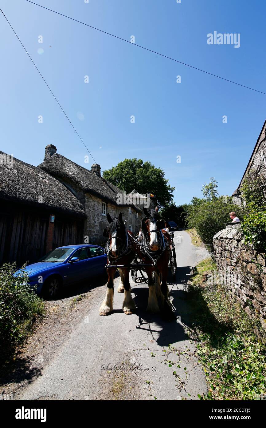 Shire horses pulling a carriage hi-res stock photography and images - Alamy