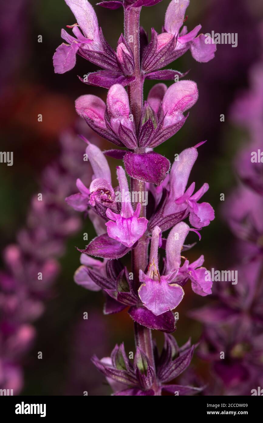 Salvia (Salvia nemorosa 'Rose Wine Salvia' Stock Photo - Alamy