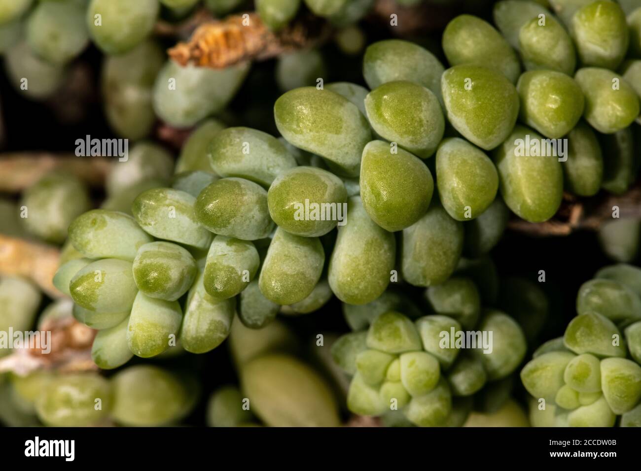 Silver sedum hi-res stock photography and images - Alamy