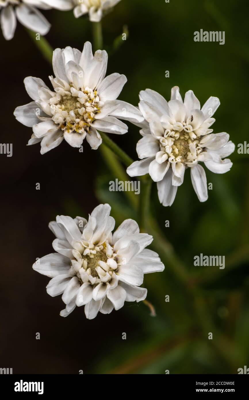 Achillea ptarmica hi-res stock photography and images - Alamy