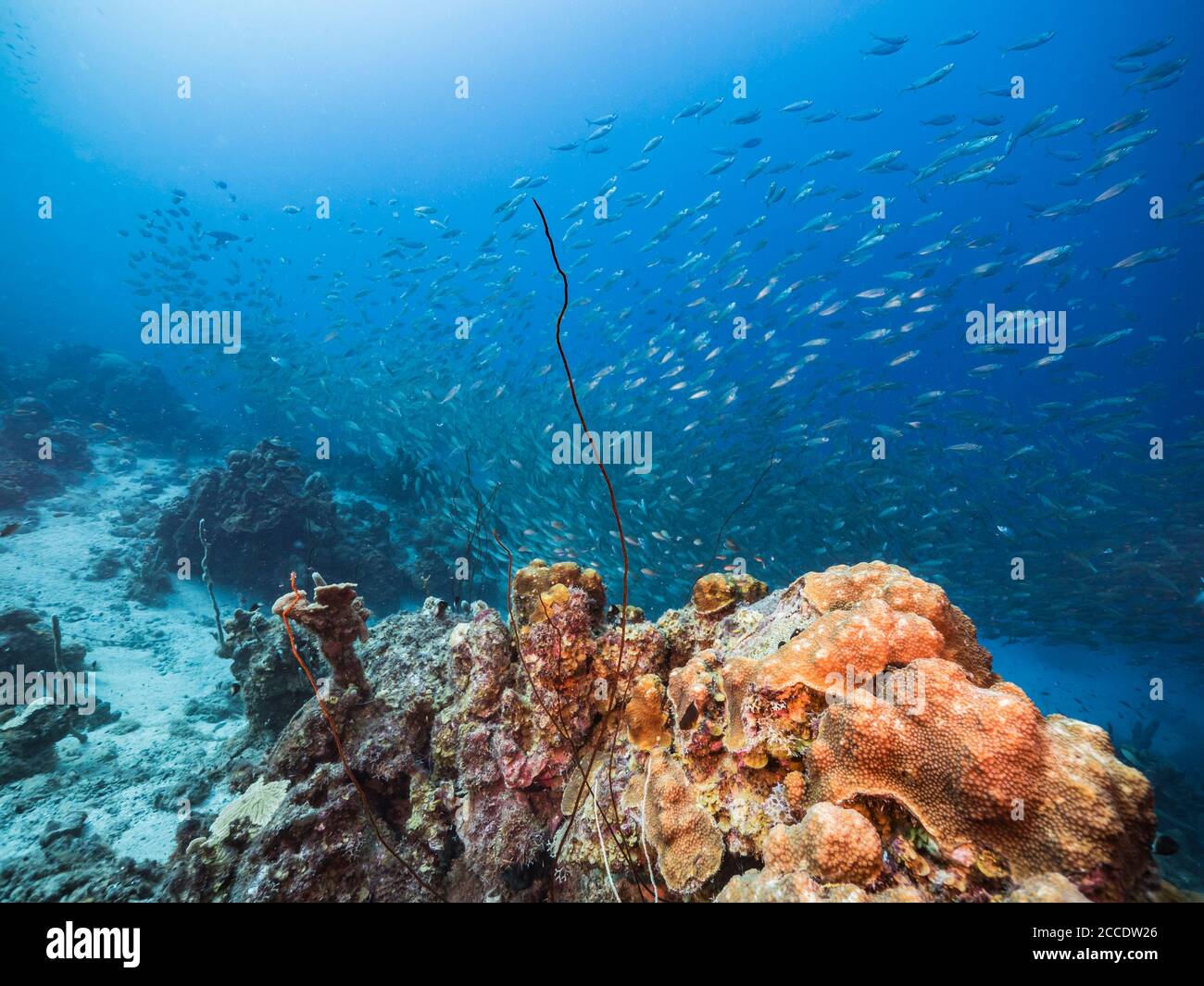 Bait ball / school of fish in turquoise water of coral reef in ...