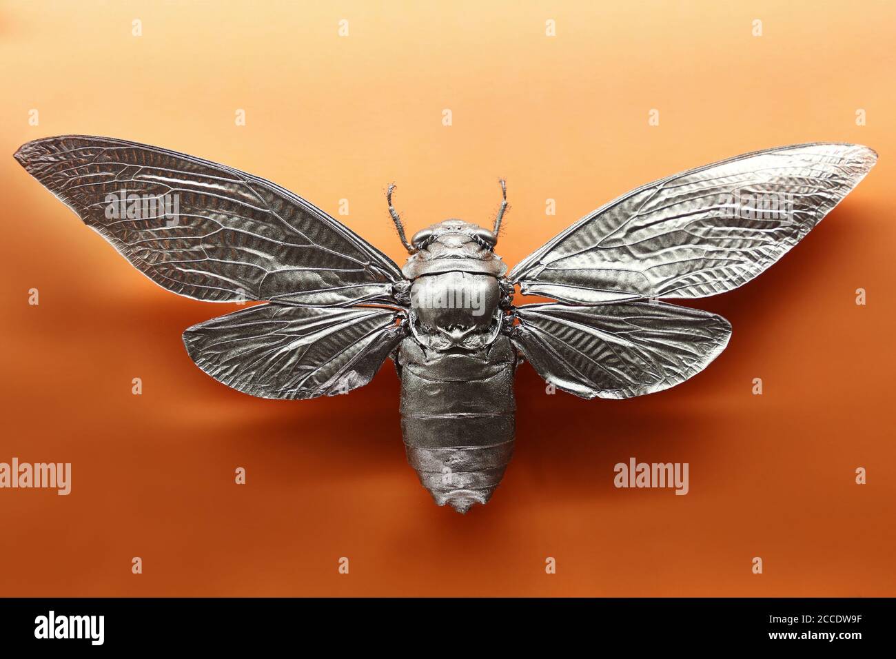 Close up one silver colored painted big dried butterfly moth Stock ...