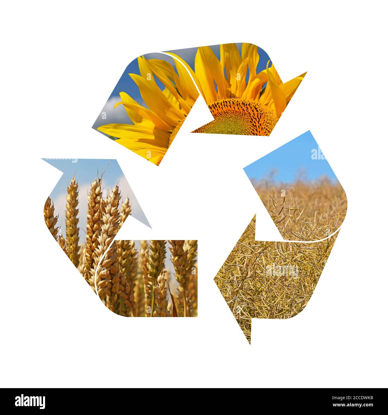 Illustration recycling symbol of agriculture crop, sunflower, wheat ...