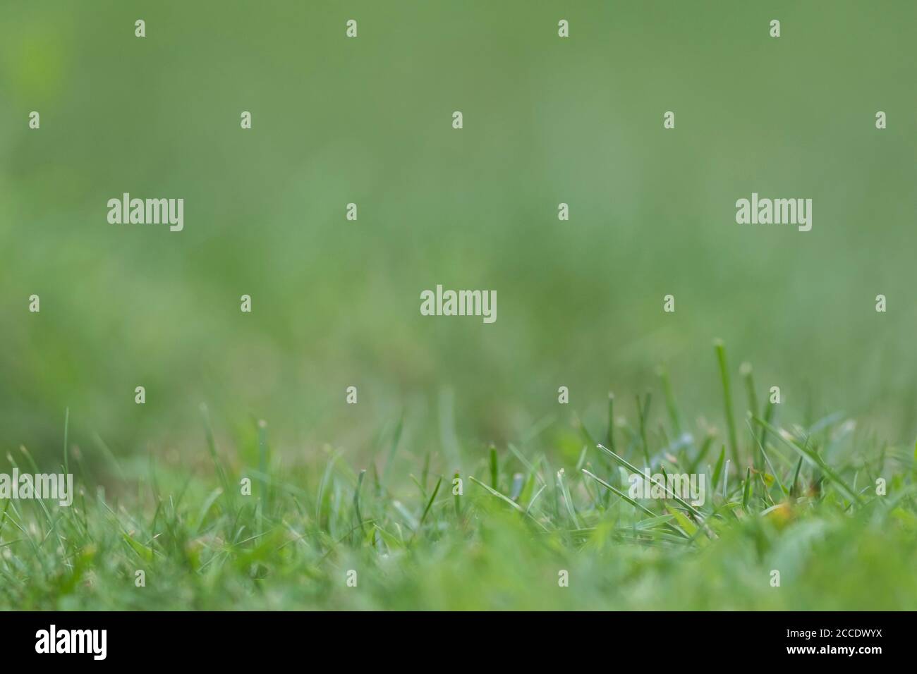 Green grass background copy space text Stock Photo - Alamy