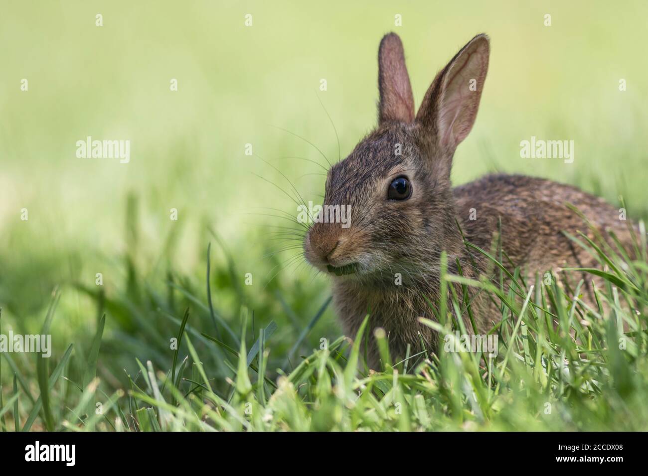 Baby bunny eastern cottontail hi-res stock photography and images - Alamy