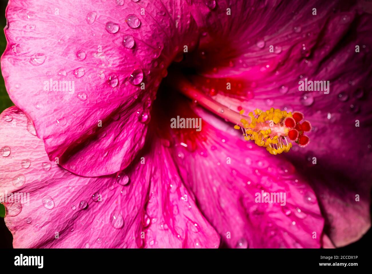 Nature flower and color Stock Photo - Alamy