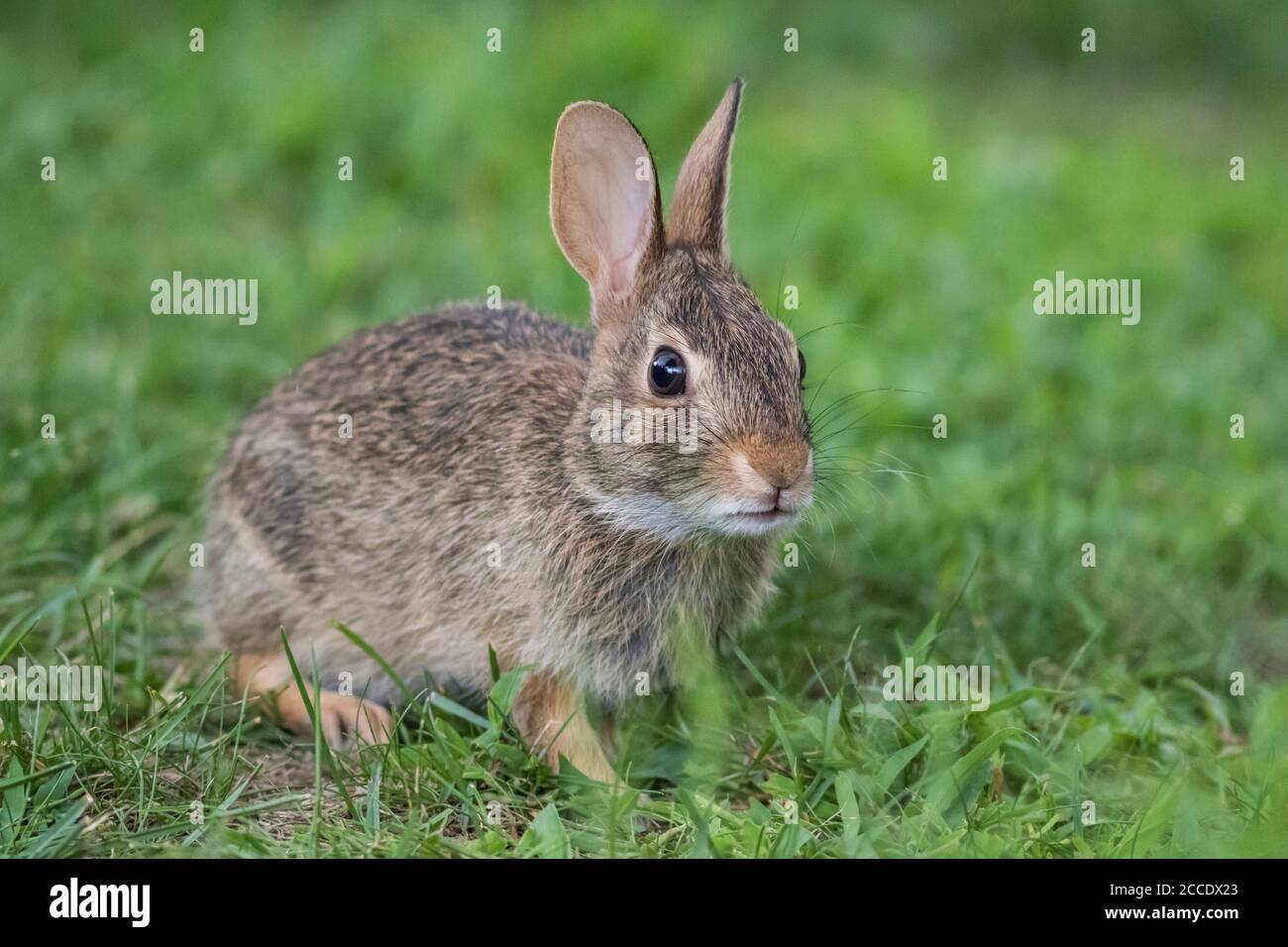 Baby bunny eastern cottontail hi-res stock photography and images - Alamy